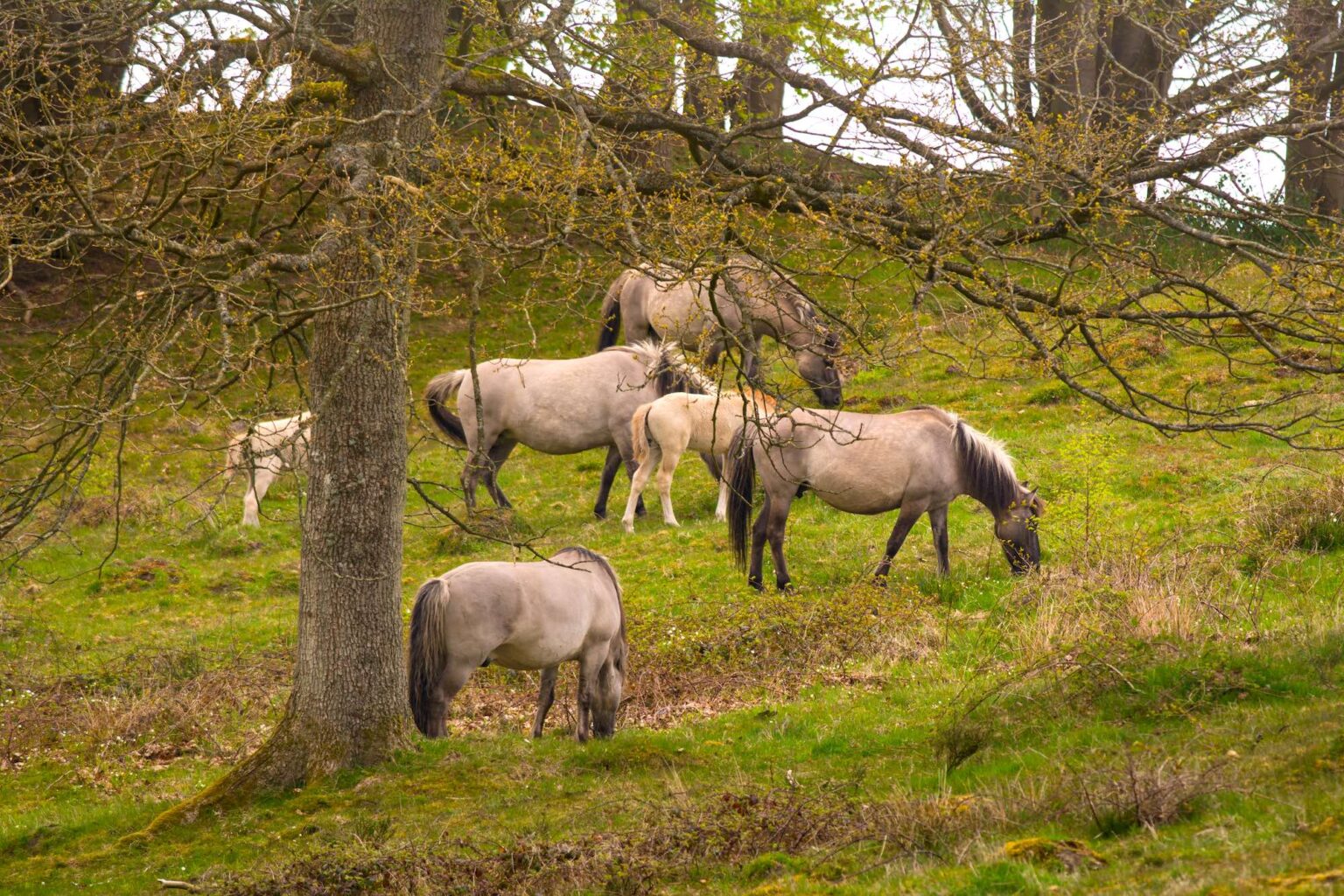 Denmark | See our local efforts | Forests of the World