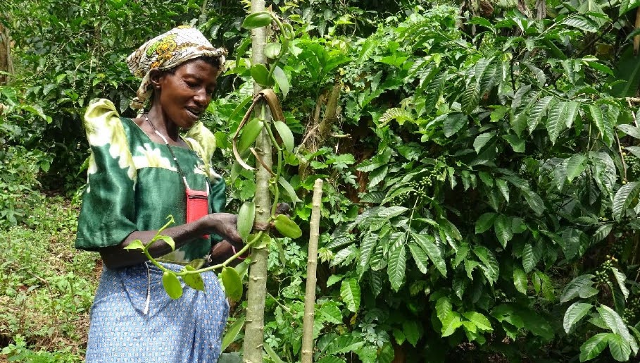 Uganda | See our local efforts | Forests of the World