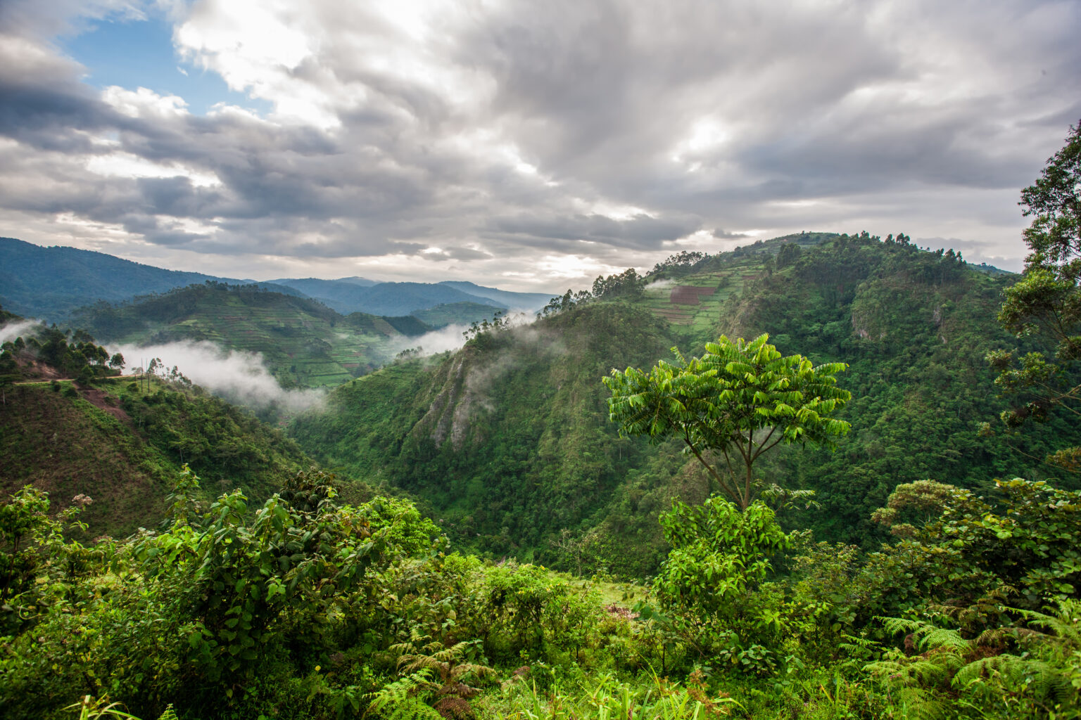 Uganda | See our local efforts | Forests of the World