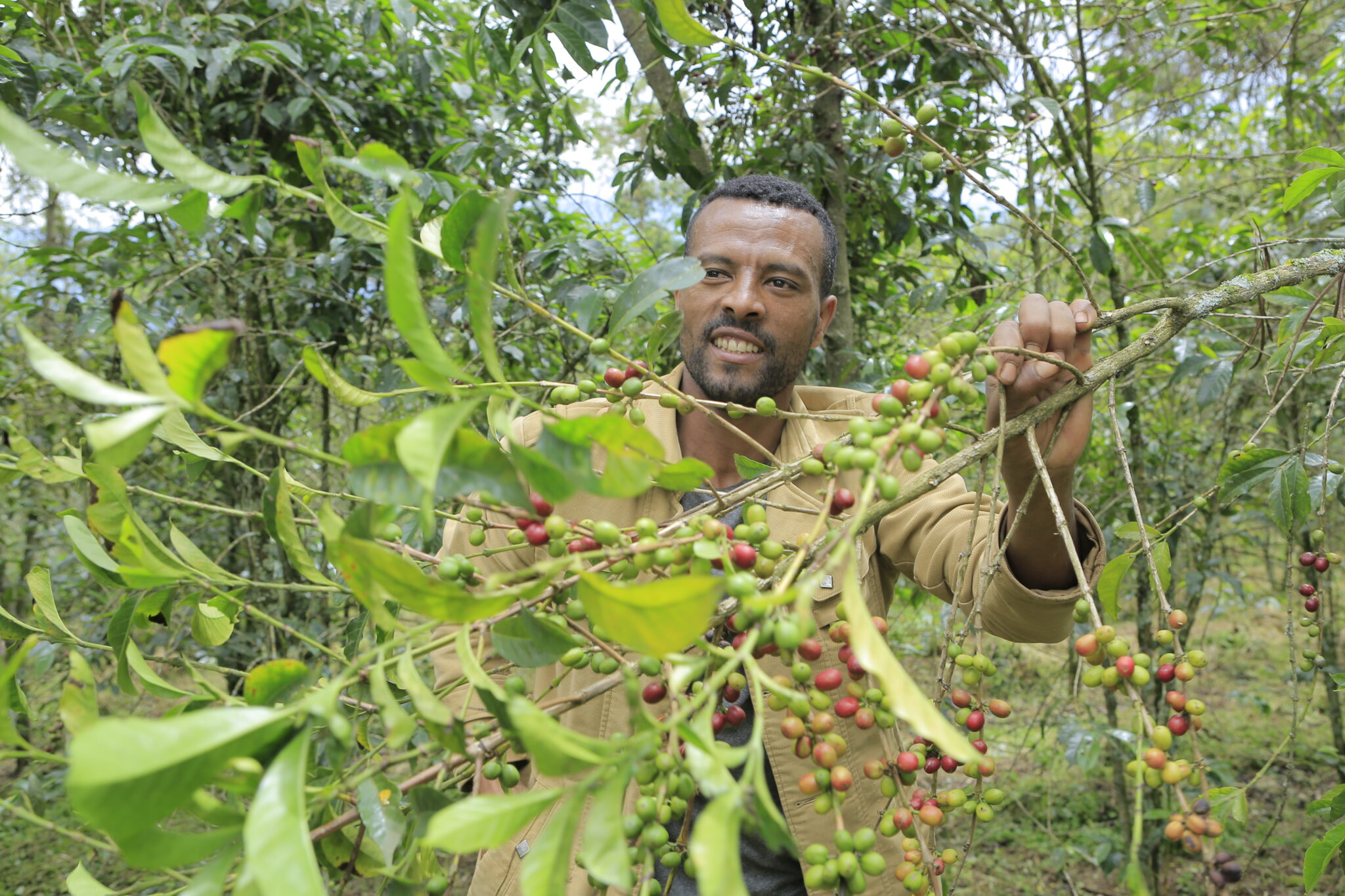 Coffee | Understand its impact on the environment and rainforests ...
