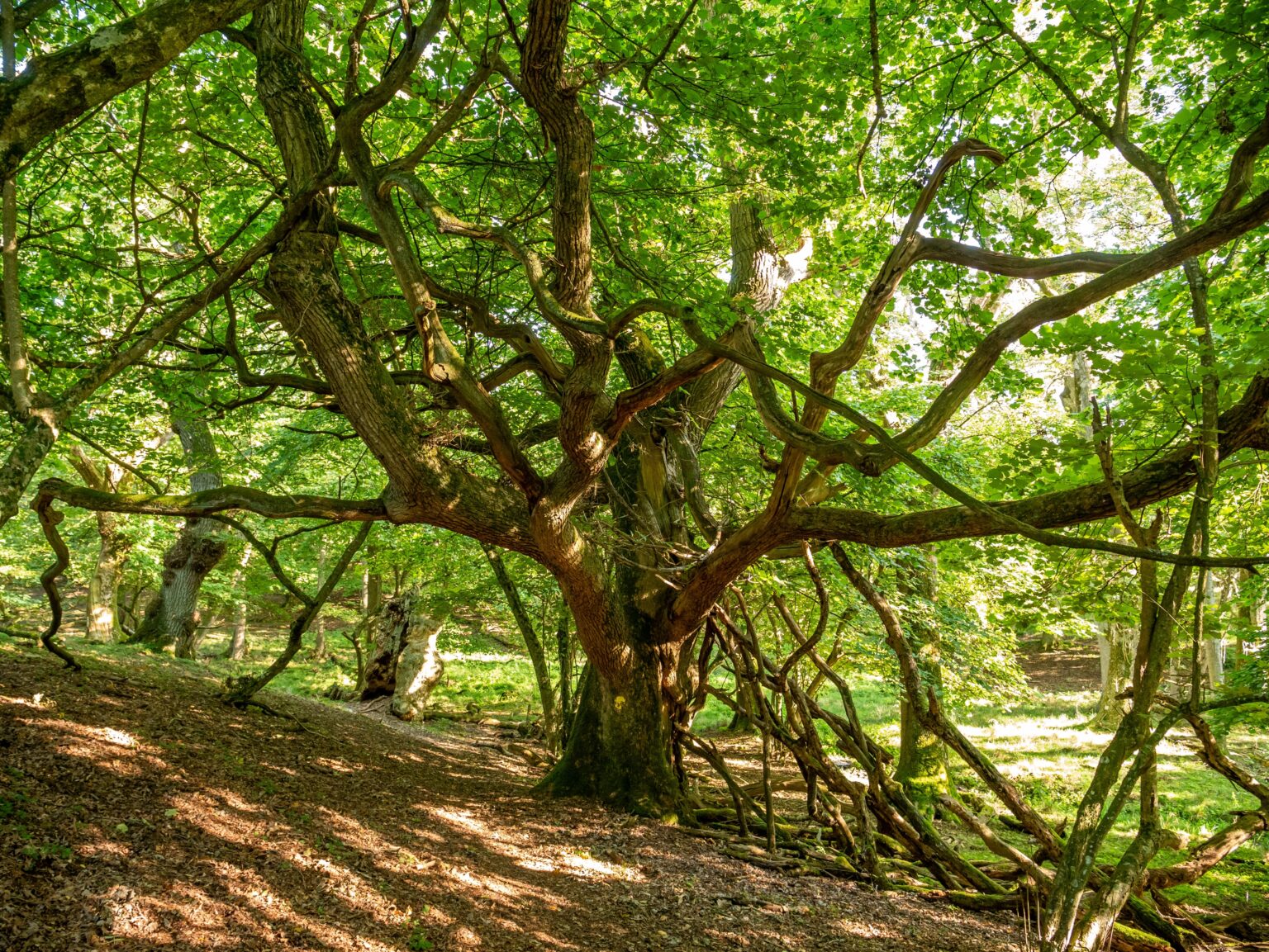Denmark | See our local efforts | Forests of the World