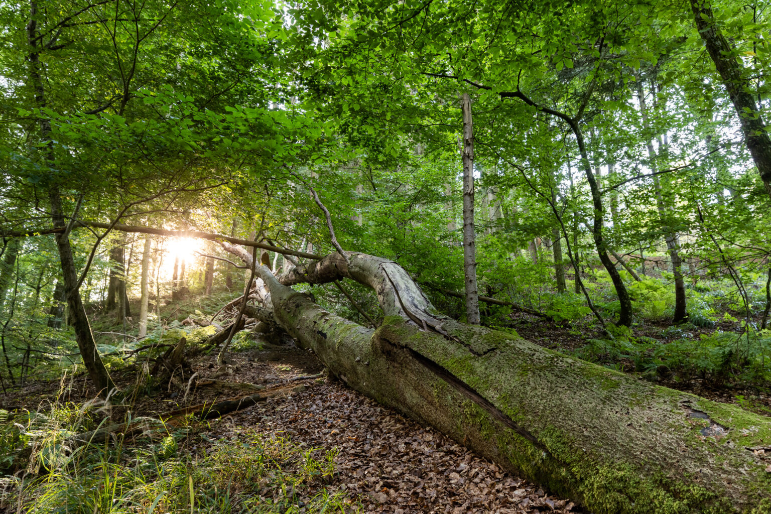 Denmark | See our local efforts | Forests of the World