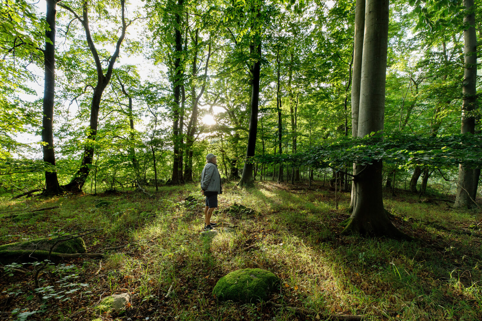 Denmark | See our local efforts | Forests of the World