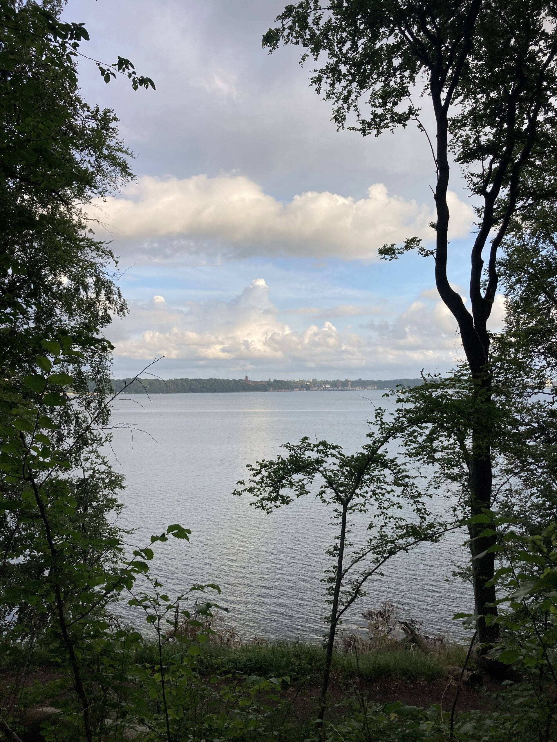 Denmark | See our local efforts | Forests of the World