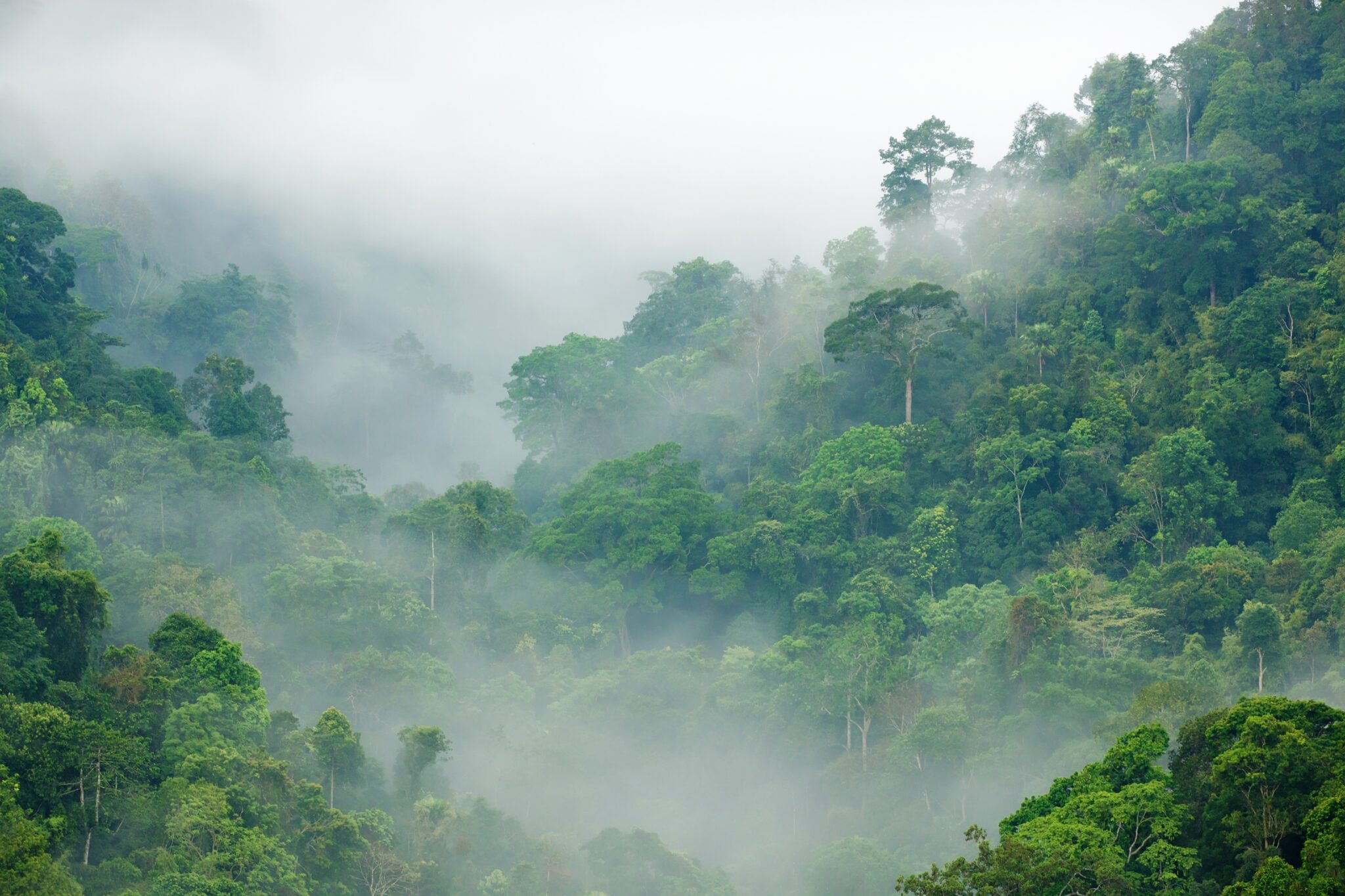 Forests | Help Us Protect Our Forests | Forests of the World