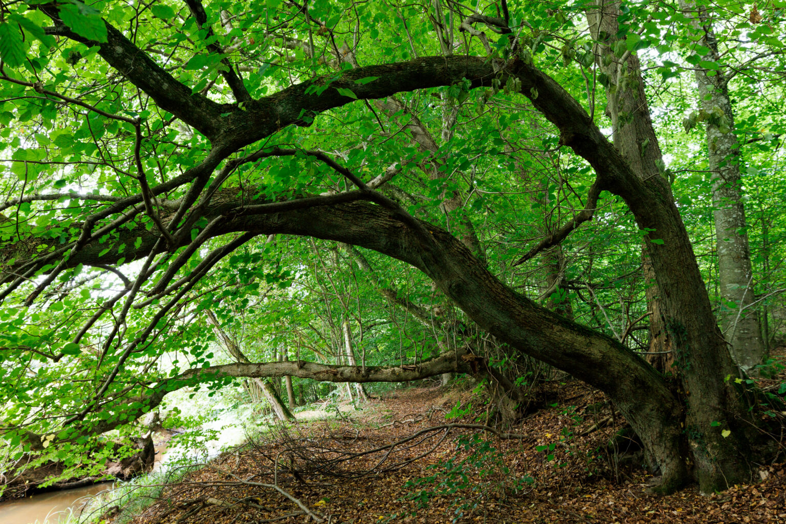 Denmark | See our local efforts | Forests of the World