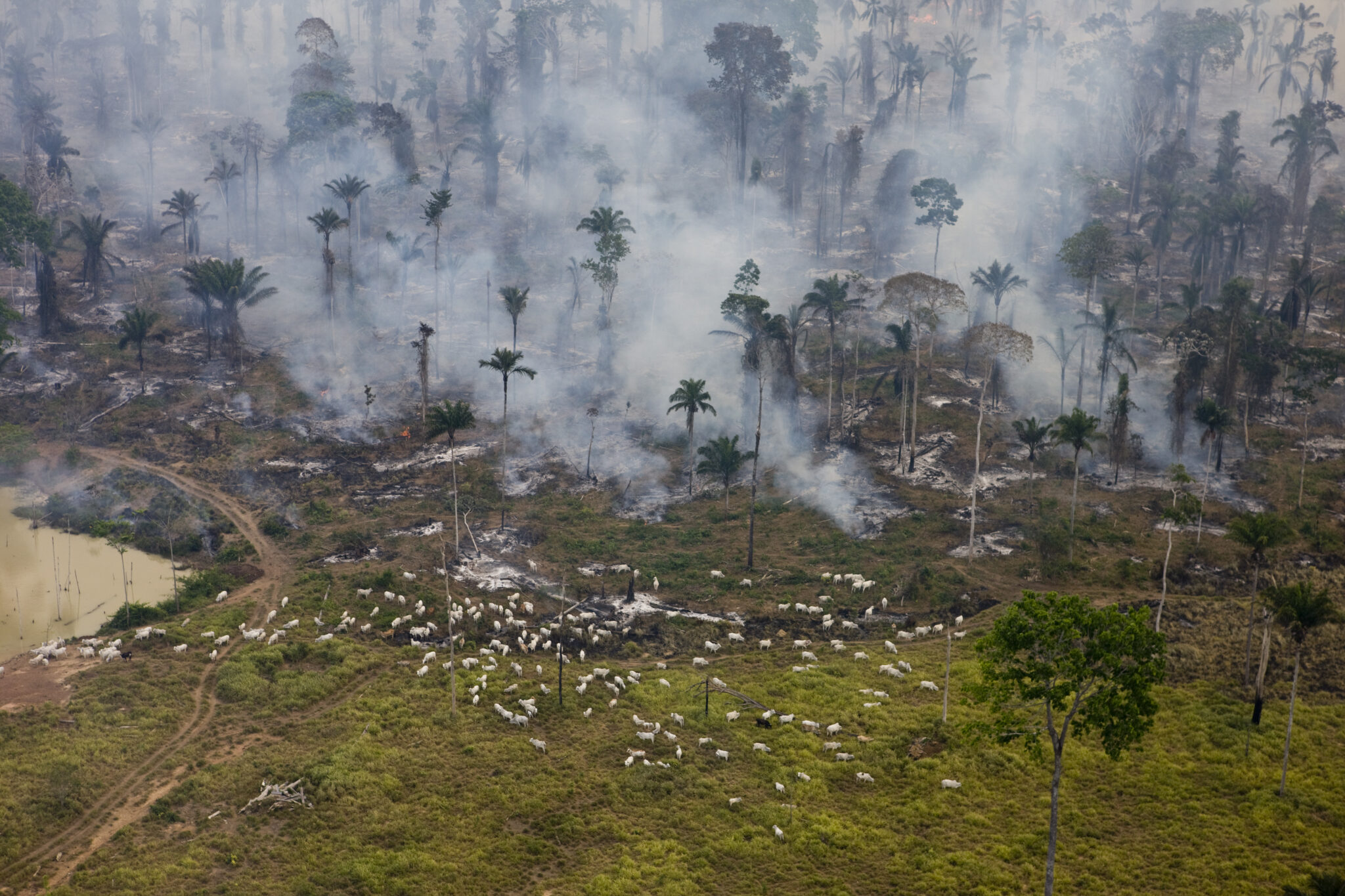 Agriculture | Understand why rainforests are being cleared | Forests of ...