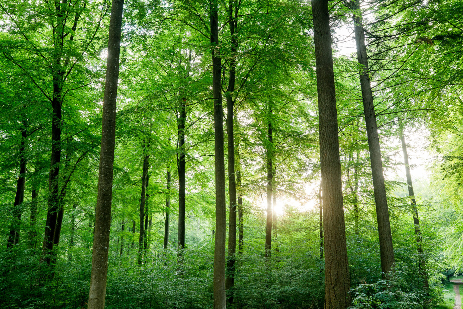 Denmark | See our local efforts | Forests of the World