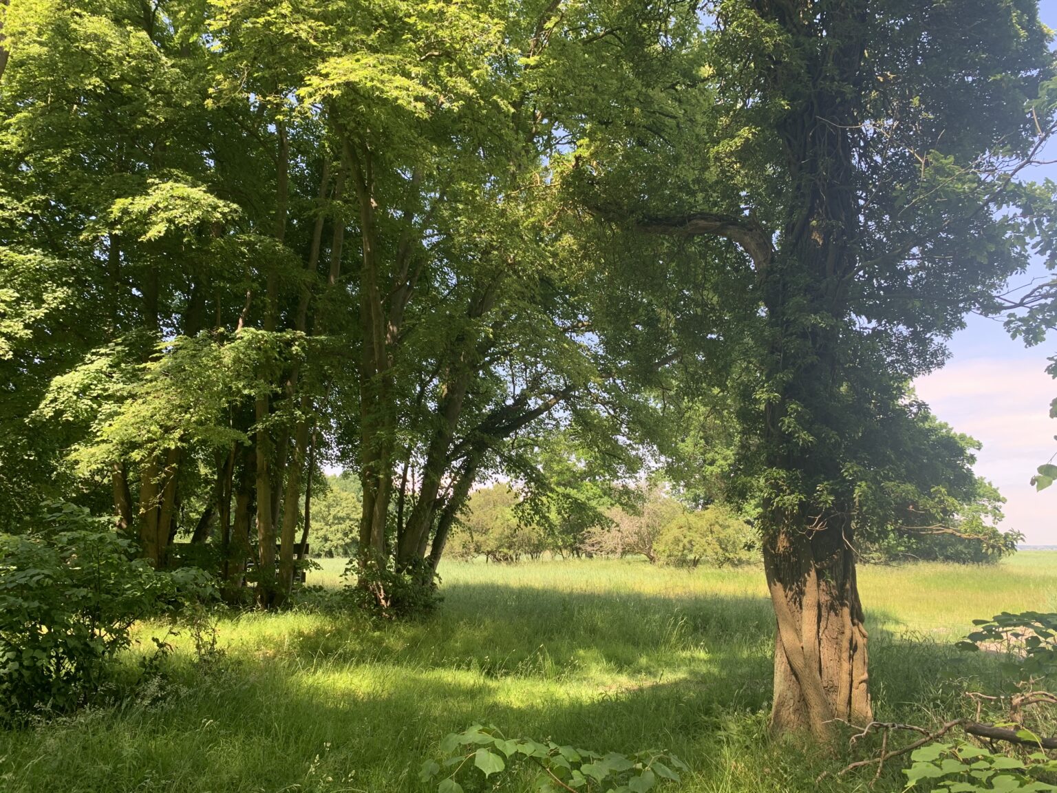 Denmark | See our local efforts | Forests of the World