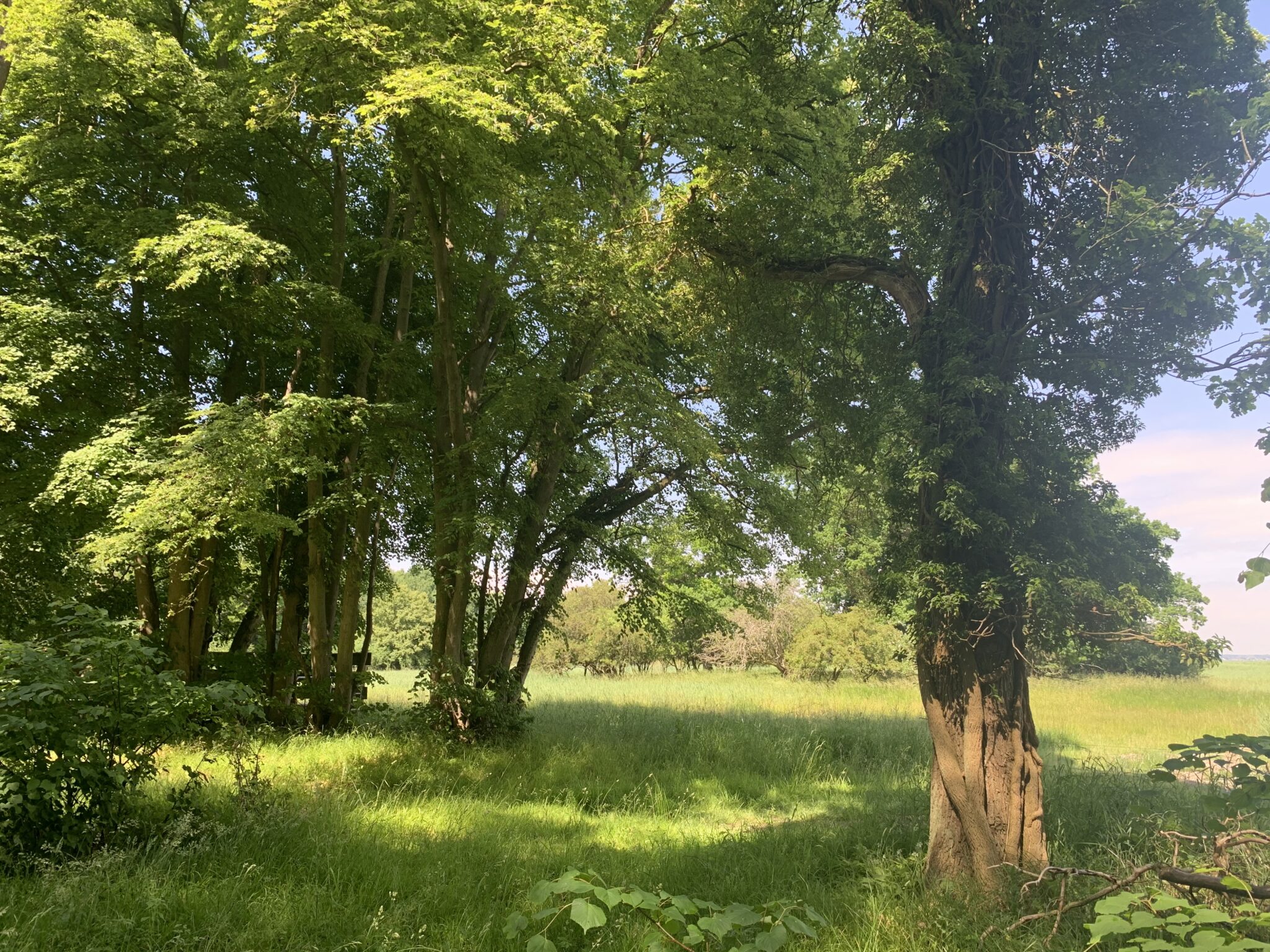 Denmark | See our local efforts | Forests of the World