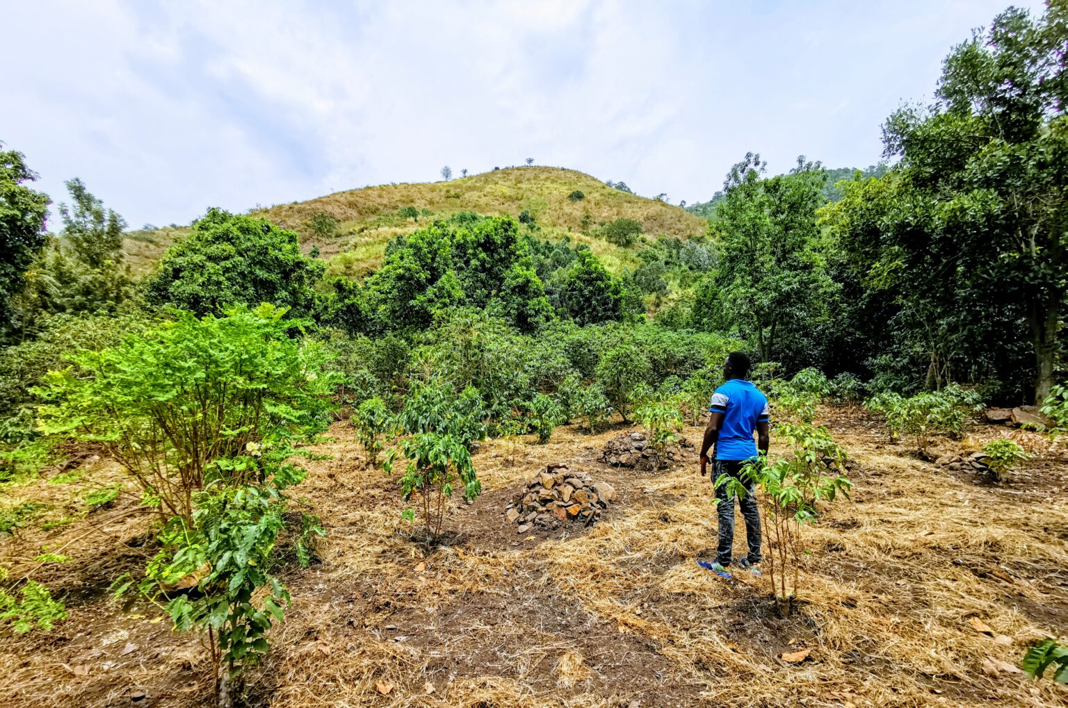 Agriculture | Understand why rainforests are being cleared | Forests of the World