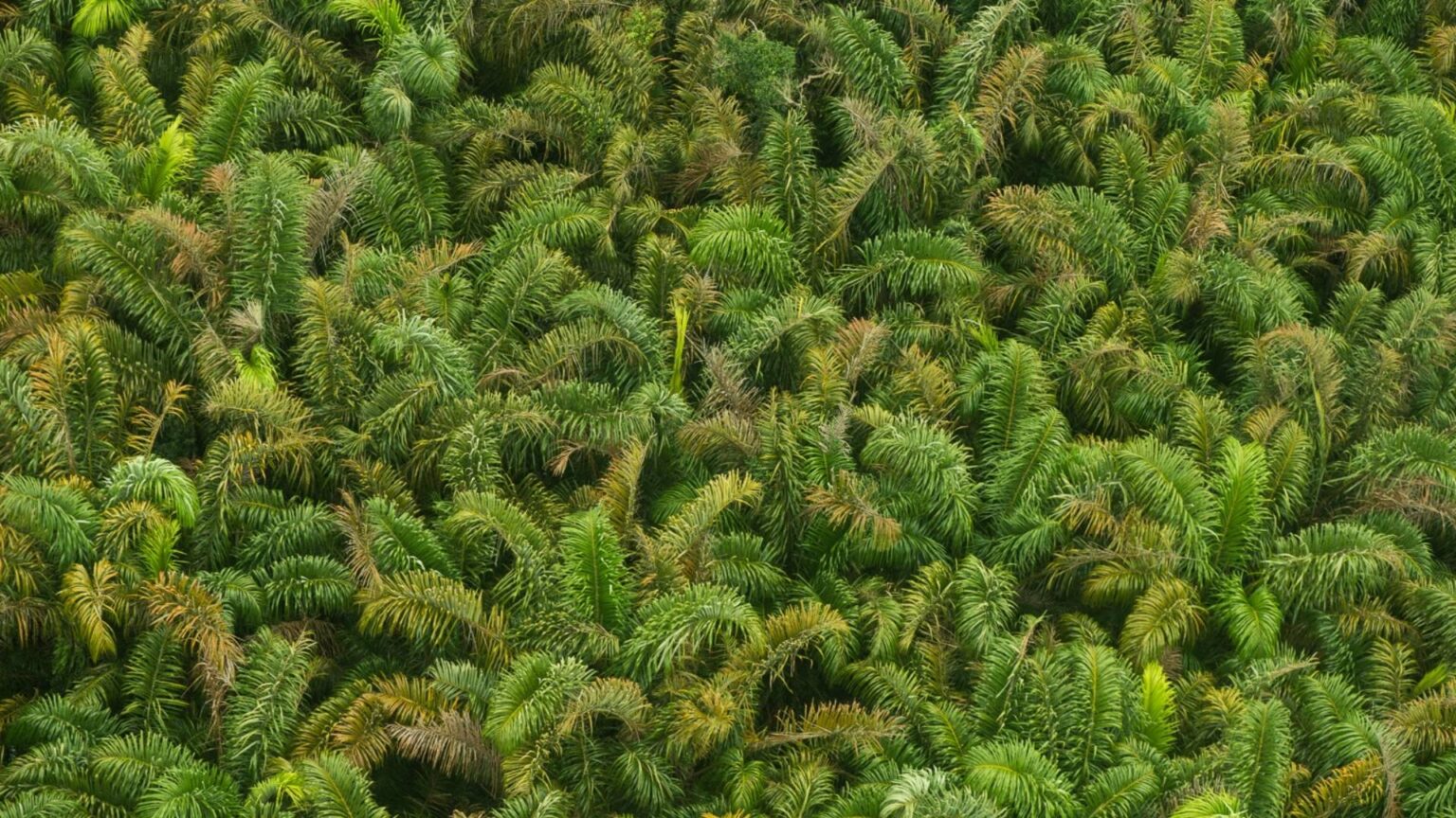 Mining | Understand why rainforests are being cleared | Forests of the ...