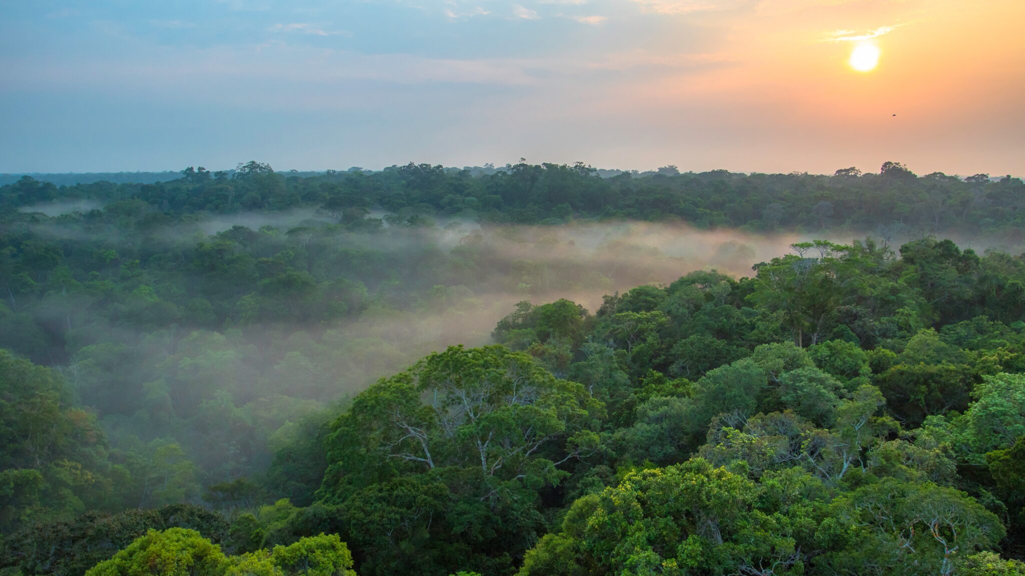 baru - Forests of the World