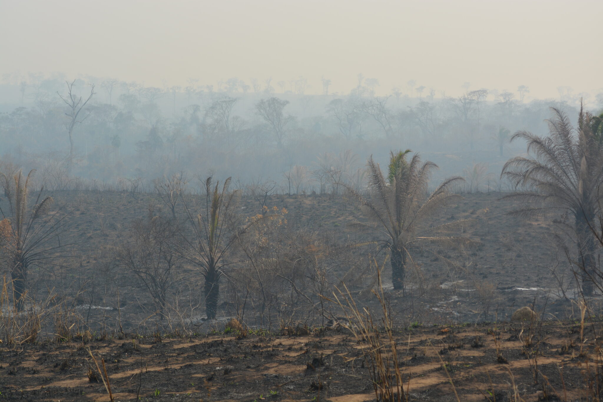 Forest fires | A growing problem for rainforests | Forests of the World